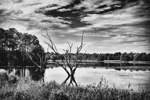 Apalachee WMA Landscape 5 | Shutterbug